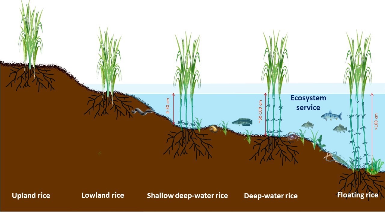 The floating rice - 弘前大学農学生命科学部 作物生理・遺伝学研究室
