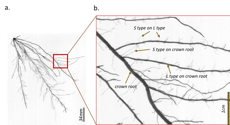 The rice root system - 弘前大学農学生命科学部 作物生理・遺伝学研究室